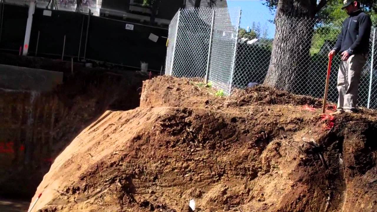 Basements and Trees - YouTube