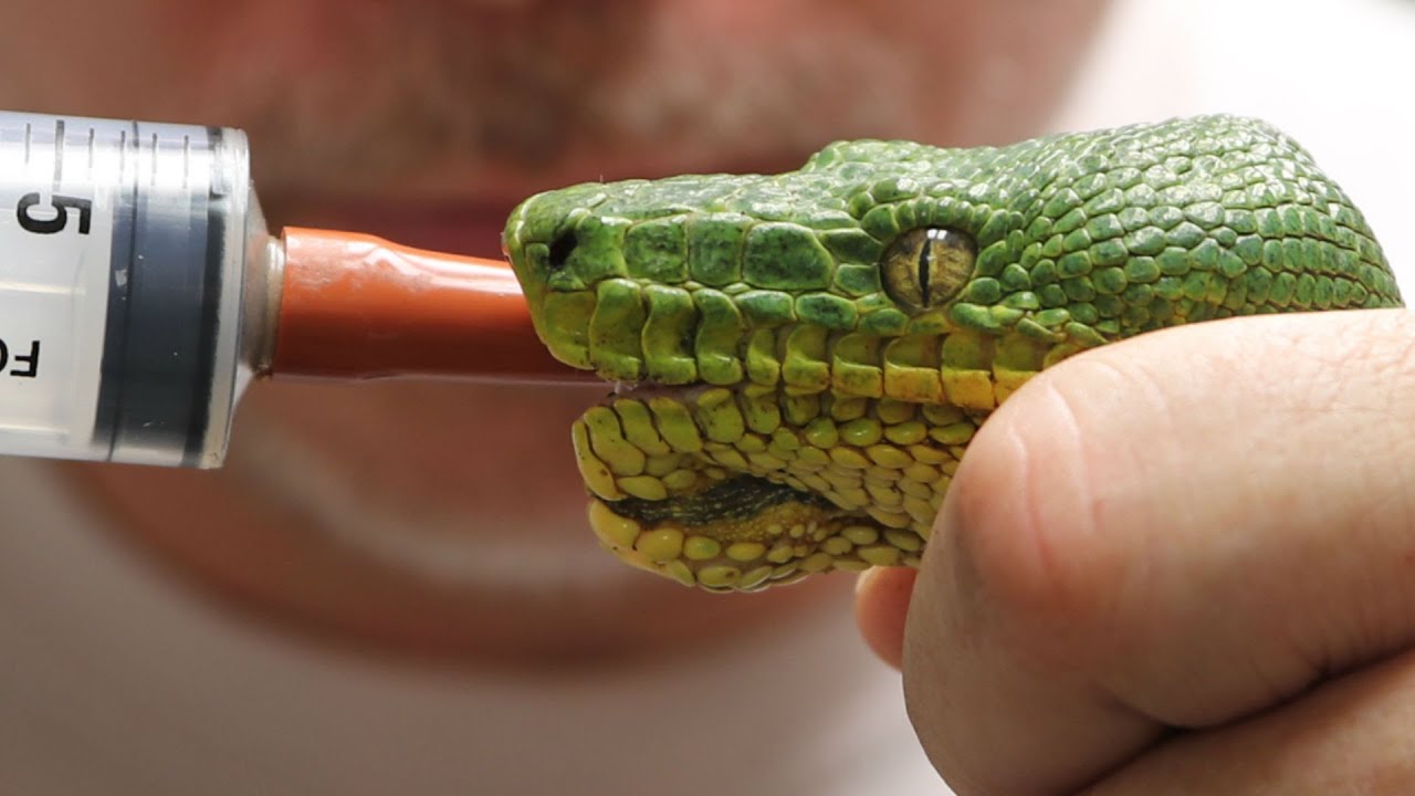 SAVING MY SNAKES LIFE!! | BRIAN BARCZYK - YouTube