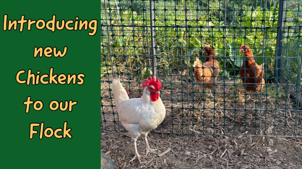 Introducing new Chickens to our Flock - YouTube