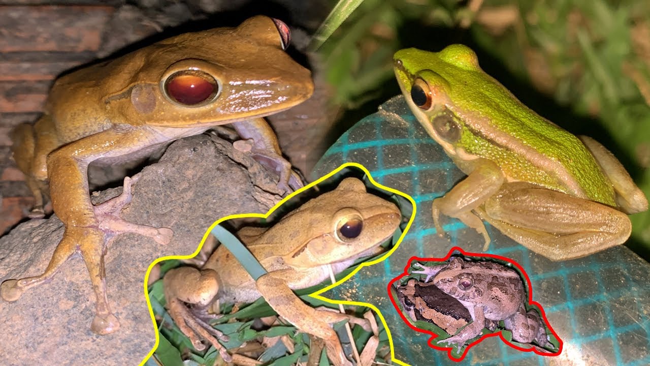 Yellow frog / Amazing Frogs Singing / Frog on tree #shortvideo #shorts ...