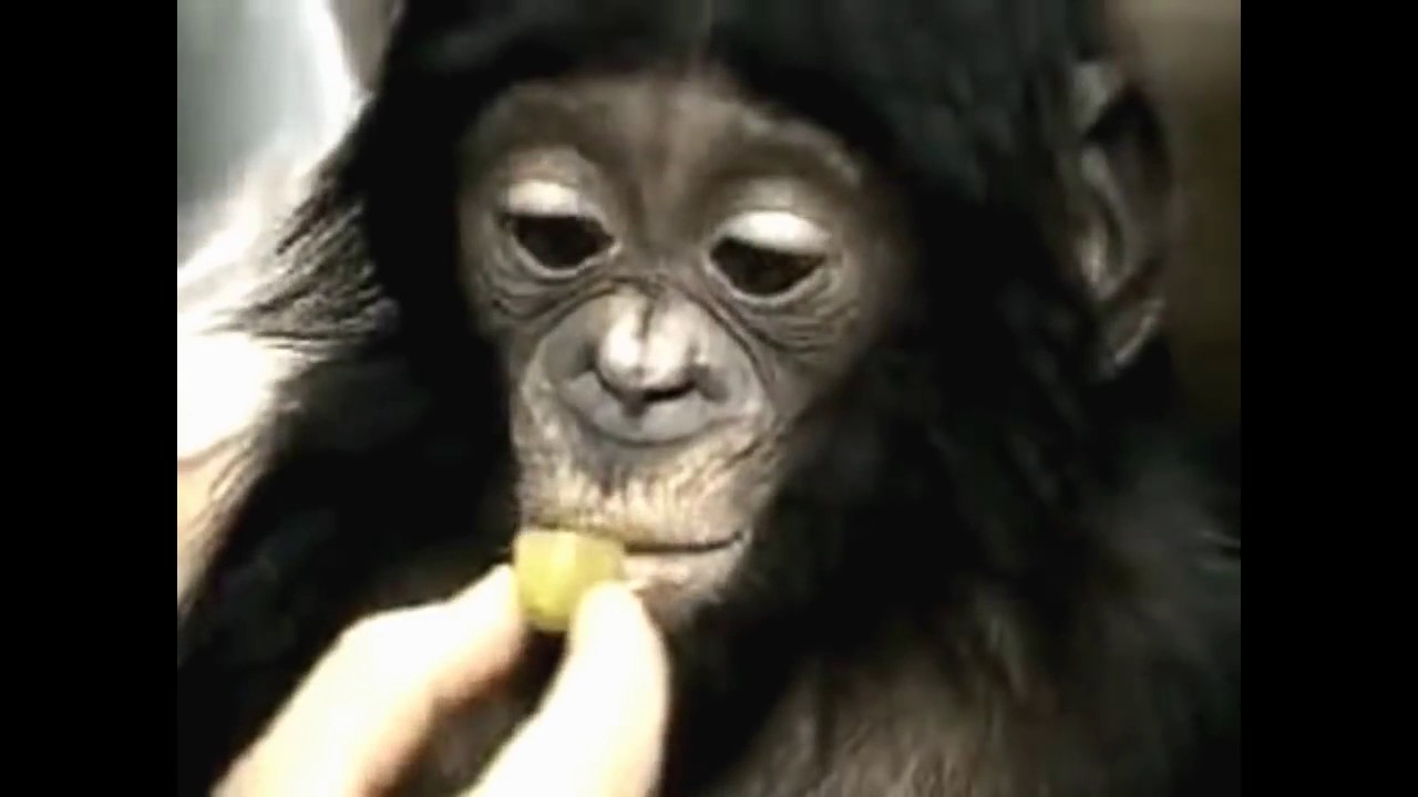 Funny Chimpanzee Video cute and funny baby of chimpanzee ★ funny animal ...