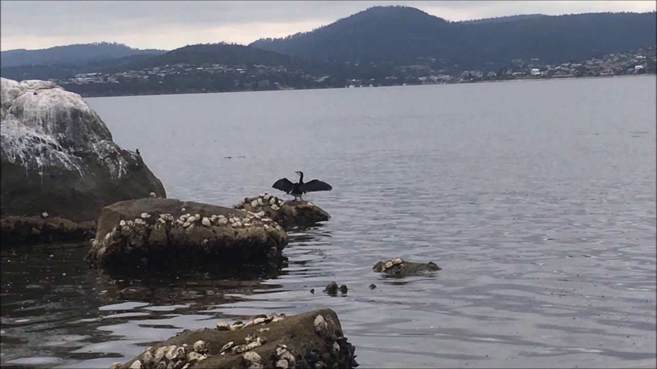 Retarded bird doesn't even know how to fly properly - YouTube