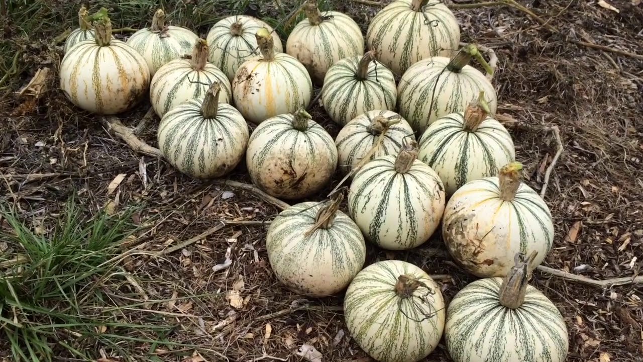 como cosechar calabaza - YouTube