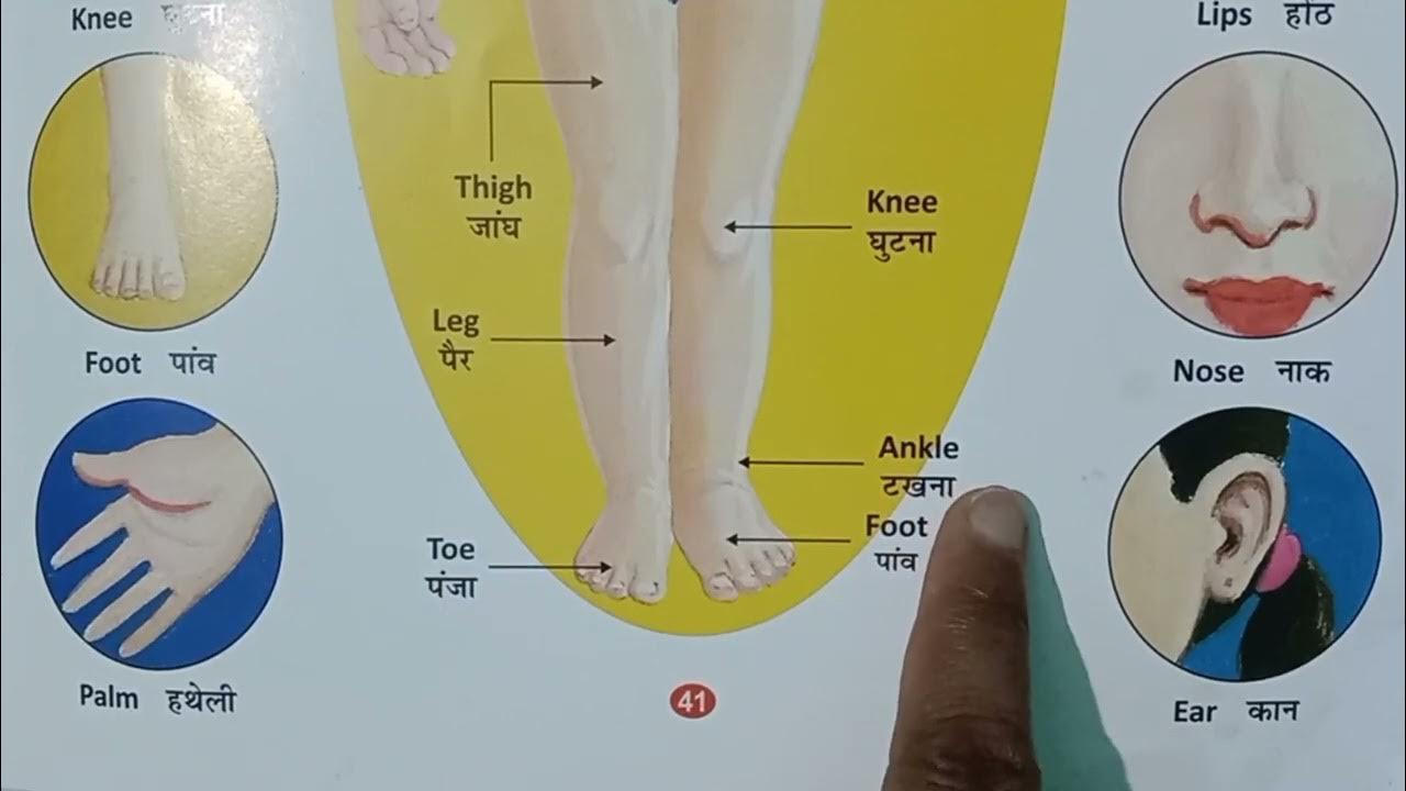 Parts Of Body Name In English To Hindi parts-of-body-name-in-english-to-hindi