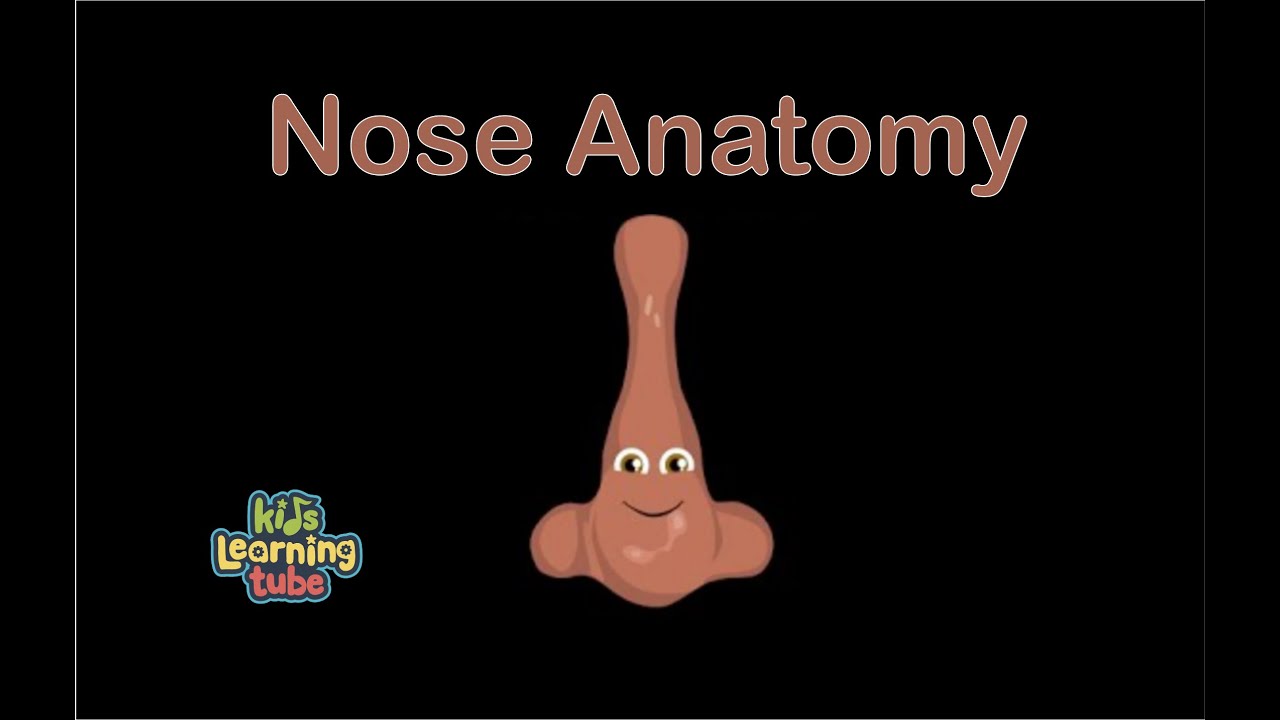 The Nose Anatomy Song - YouTube