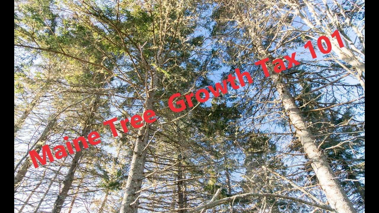 What Is Tree Growth In Maine at Andre Thompson blog