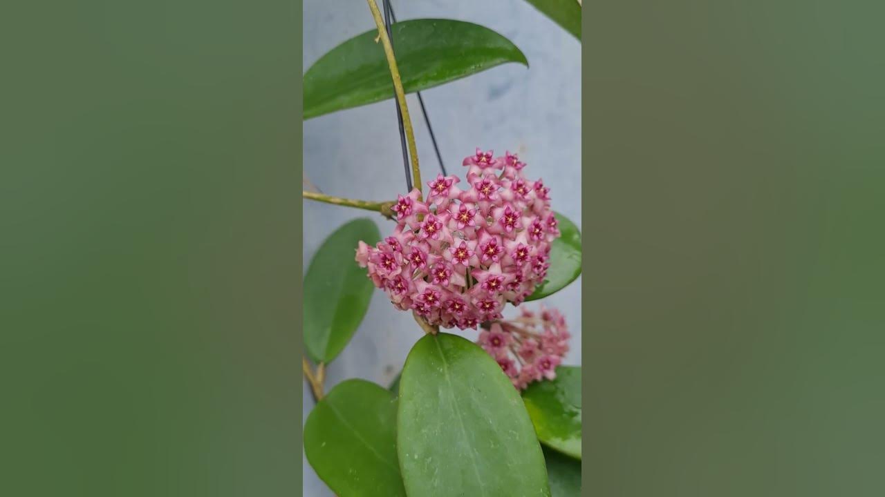 Hoya sp. Hai Phong #Hoya_Rainbow - YouTube