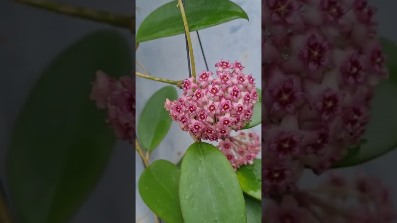 Hoya sp. Hai Phong #Hoya_Rainbow - YouTube