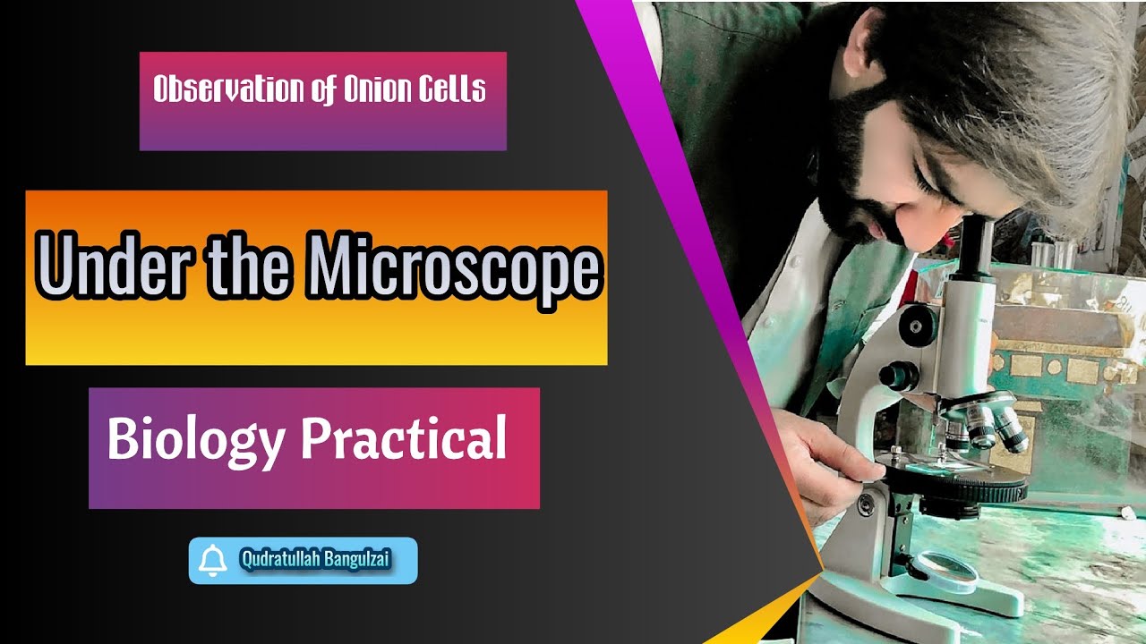 Observation of Onion Cells Under the Microscope || Biology Practical ...