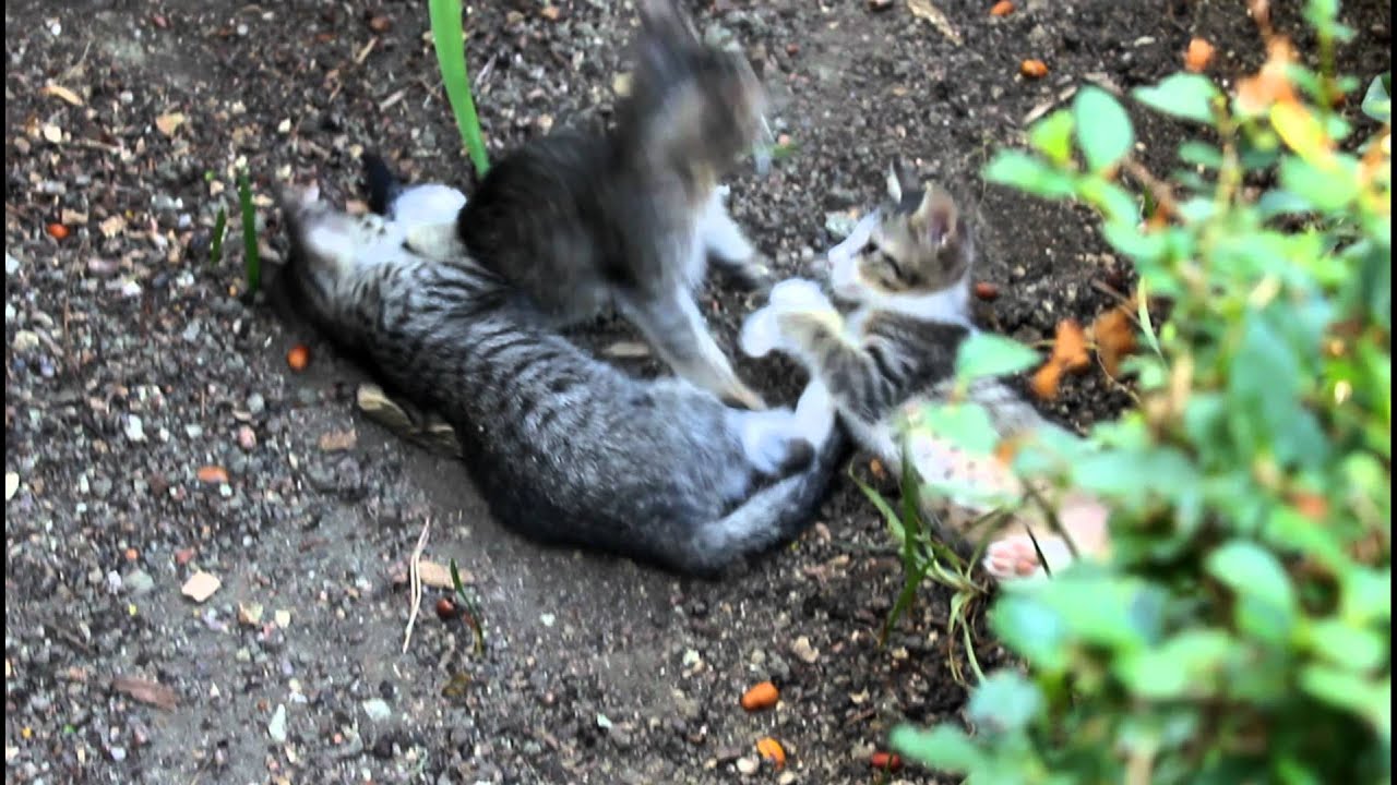 Kitten attack - YouTube
