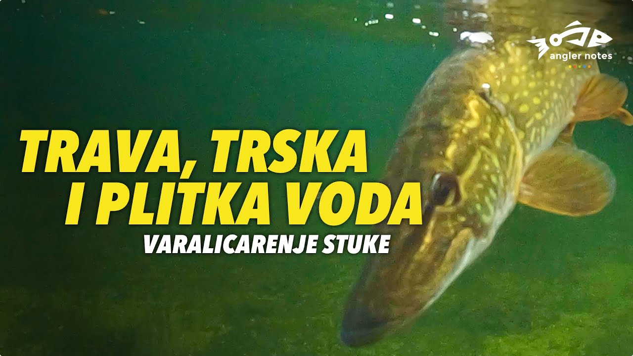 Varalicarenje Stuke - Trava, trska i plitka voda / Pike Fishing in ...