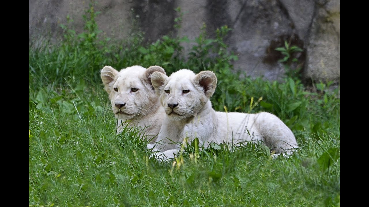 Witte leeuwen - YouTube
