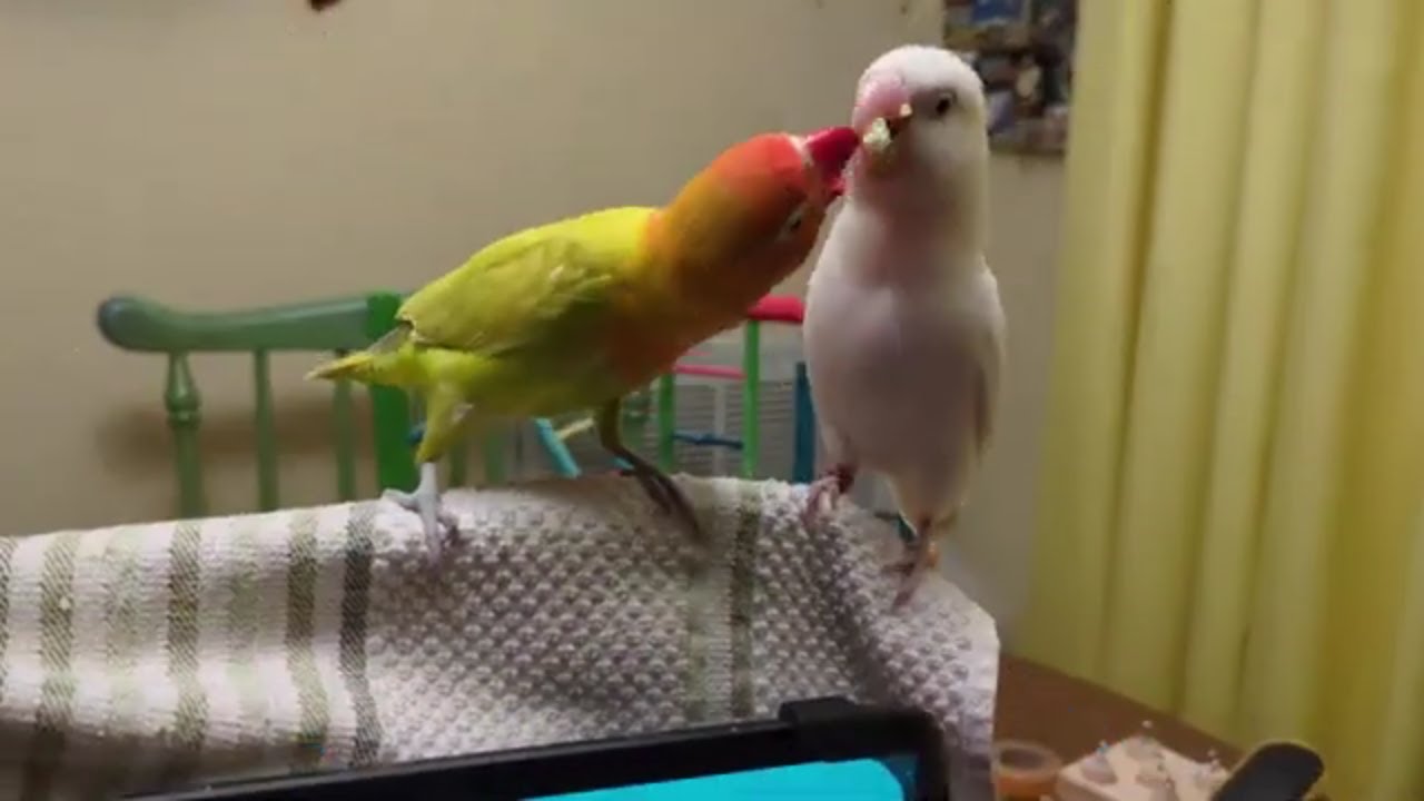 Love in Every Kernel: Chatter and Snow White's Corn Exchange - YouTube