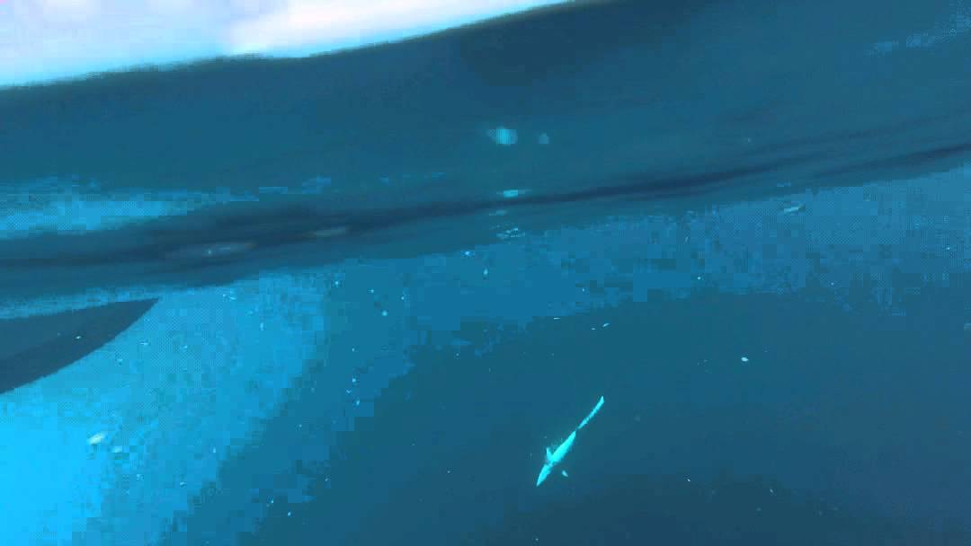 Monster kingfish ponce inlet florida - YouTube