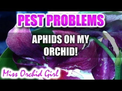 How To Get Rid Of Aphids From Phalaenopsis Orchids