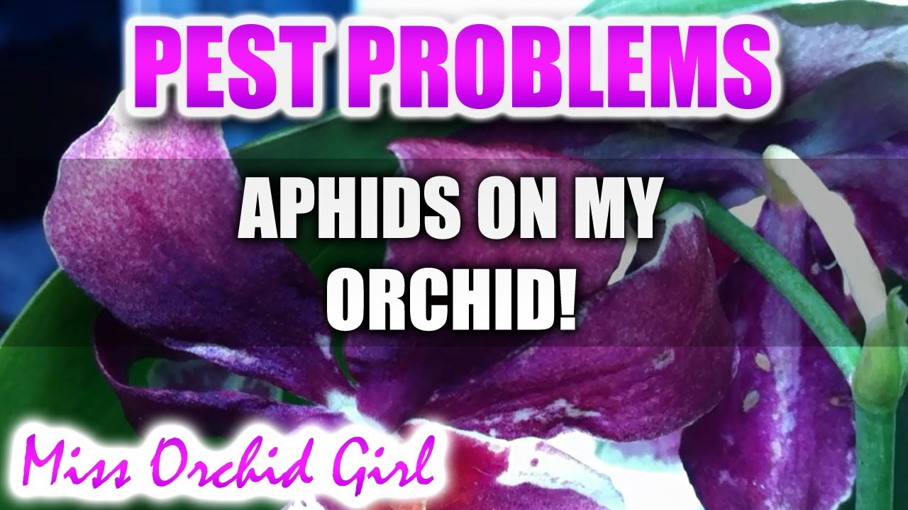Orchid Pests - Aphids - YouTube