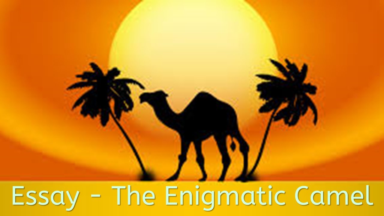 The Enigmatic Camel - Essay on The Enigmatic Camel | TeachMeYT - YouTube