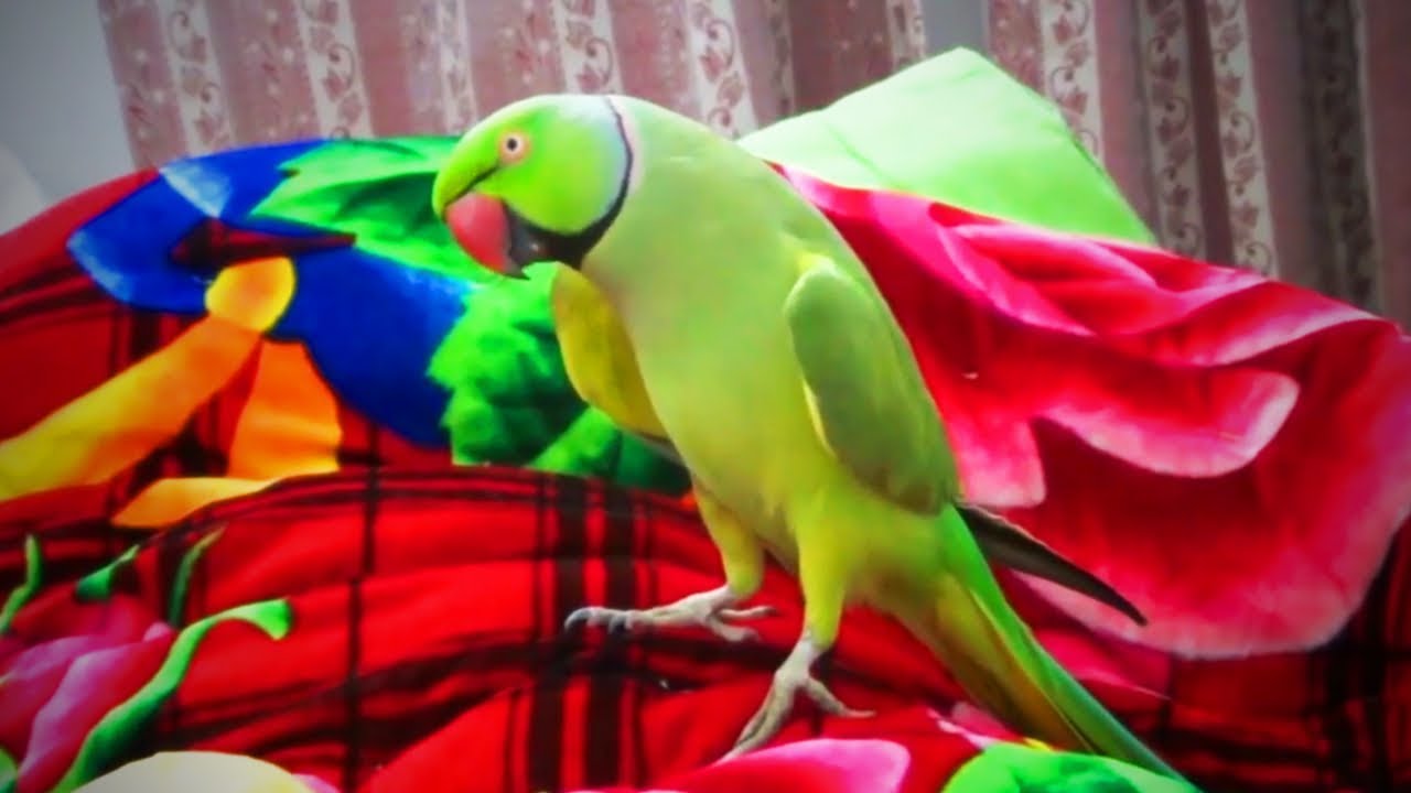 Cute Parrots 🐦 😂 Funny and Awesome Parrots (Part 1) [Epic Life] - YouTube