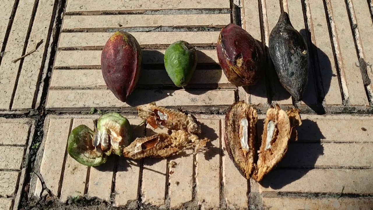 Tropical Almond or Beach Almond (Terminalia catappa) - YouTube