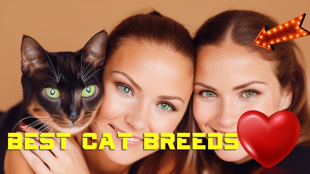 Best Cat Breeds for First Time Owners ️ A Beginner's Guide - YouTube