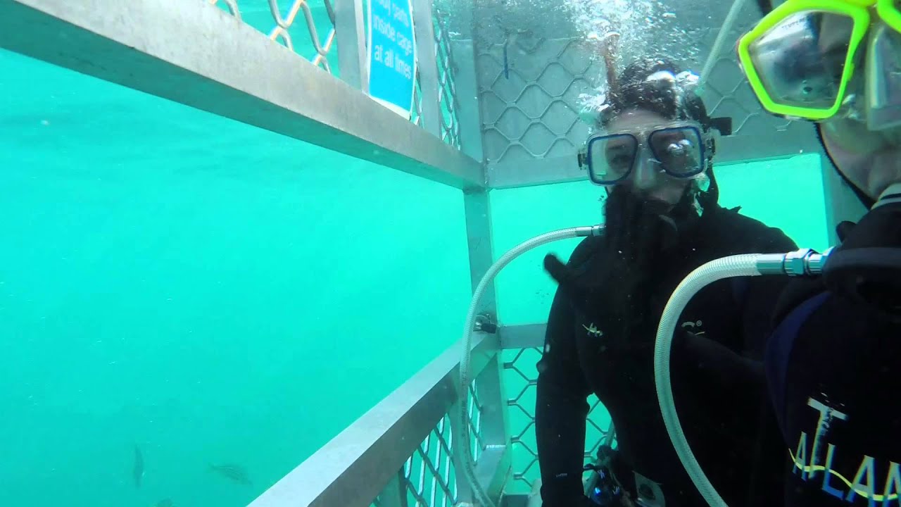 Shark Dive Bluff New Zealand. - YouTube