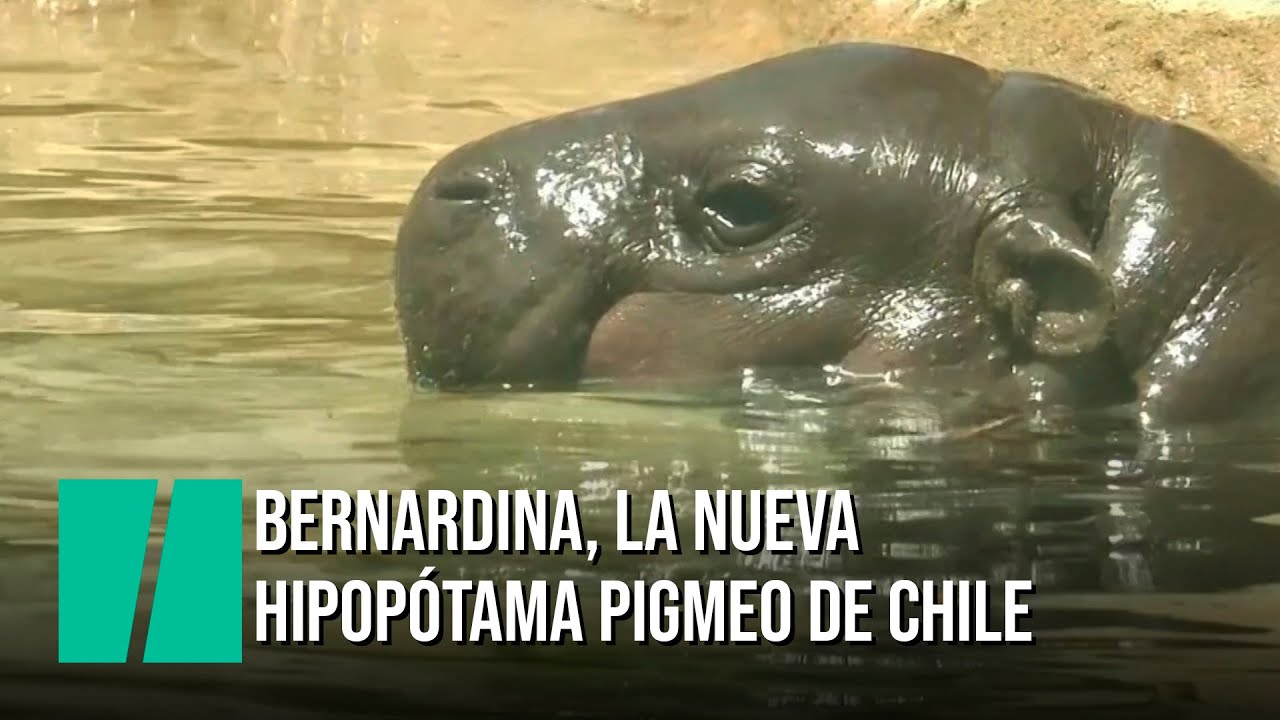 Bernardina, la primera hipopótama pigmeo nacida en un zoo de Chile ...