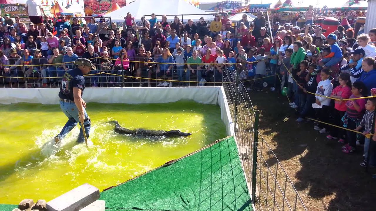 Swampmaster Gator Show - how a wild alligator moves - YouTube