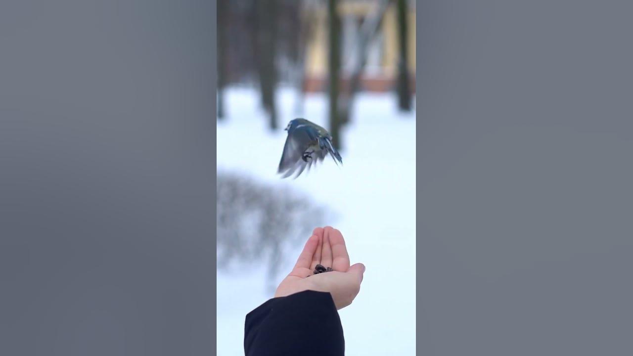 Покормили синичек в зимнем парке Замедлились и прикоснулись к природе🧘