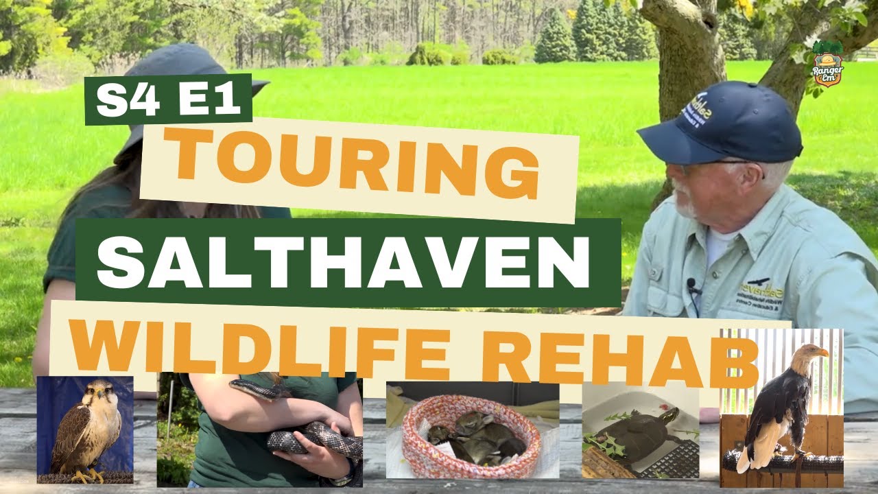 Learn with Ranger Em | S4 E1 Touring Salthaven Wildlife Rehab ...
