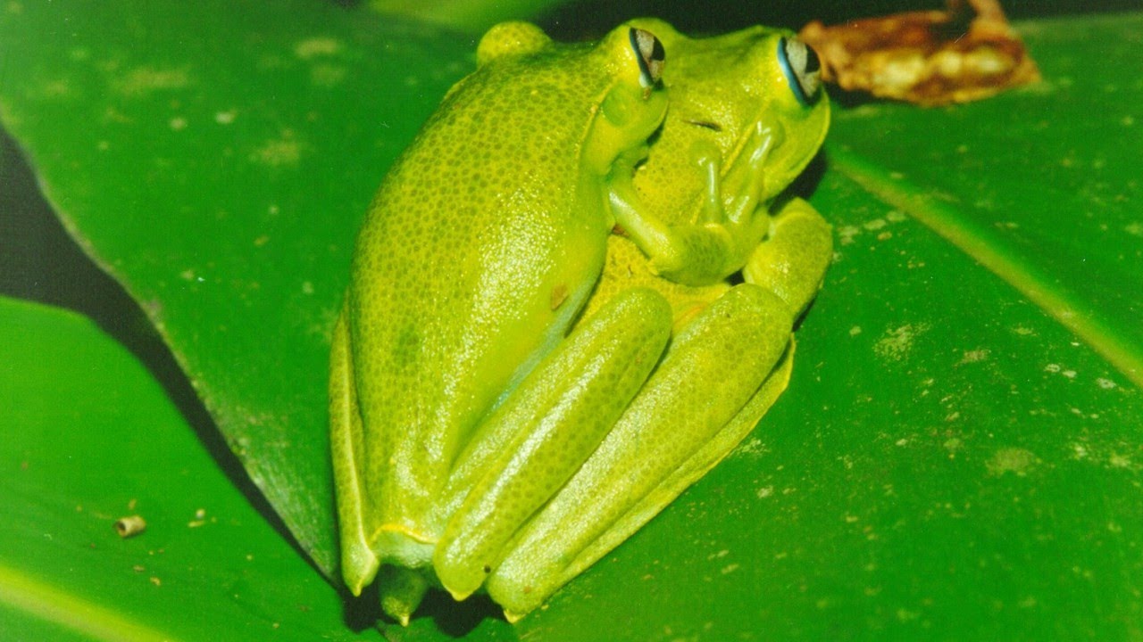 PERERECA-ARAPONGA Hypsiboas albomarginatus - YouTube