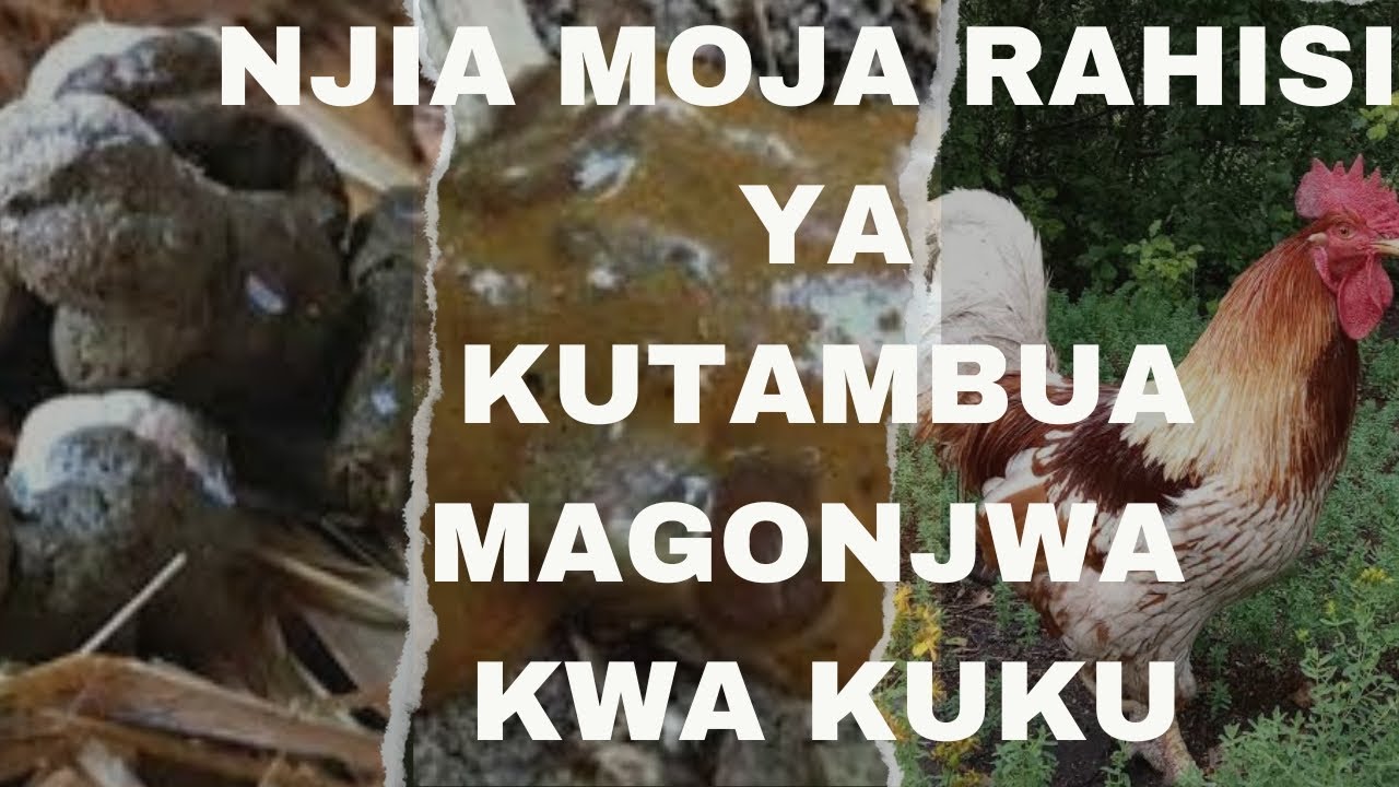 KUKU FARM. JINSI YA KUTAMBUA MAGONJWA YA KUKU KUPITIA KINYESI CHAO ...