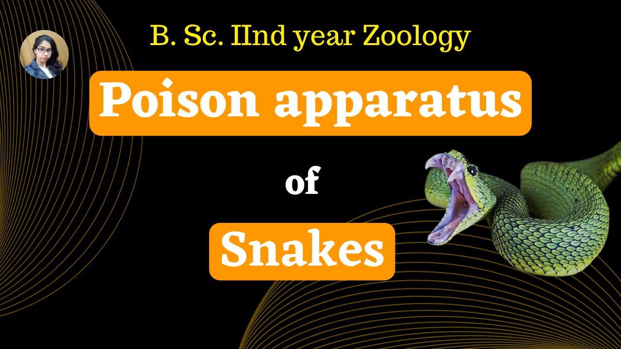 Poison apparatus of snakes II B. Sc. 2nd year II Zoology - YouTube