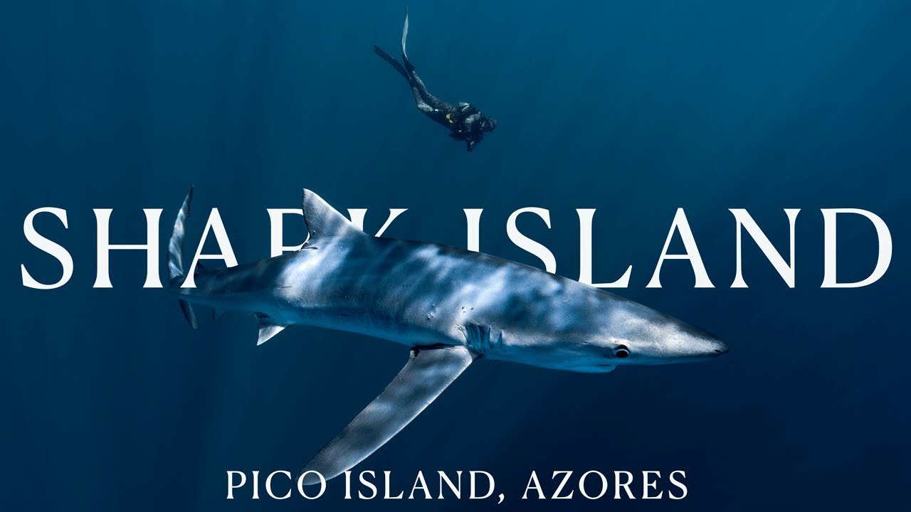 Shark Island: Pico, Azores Sharks and Rays - YouTube
