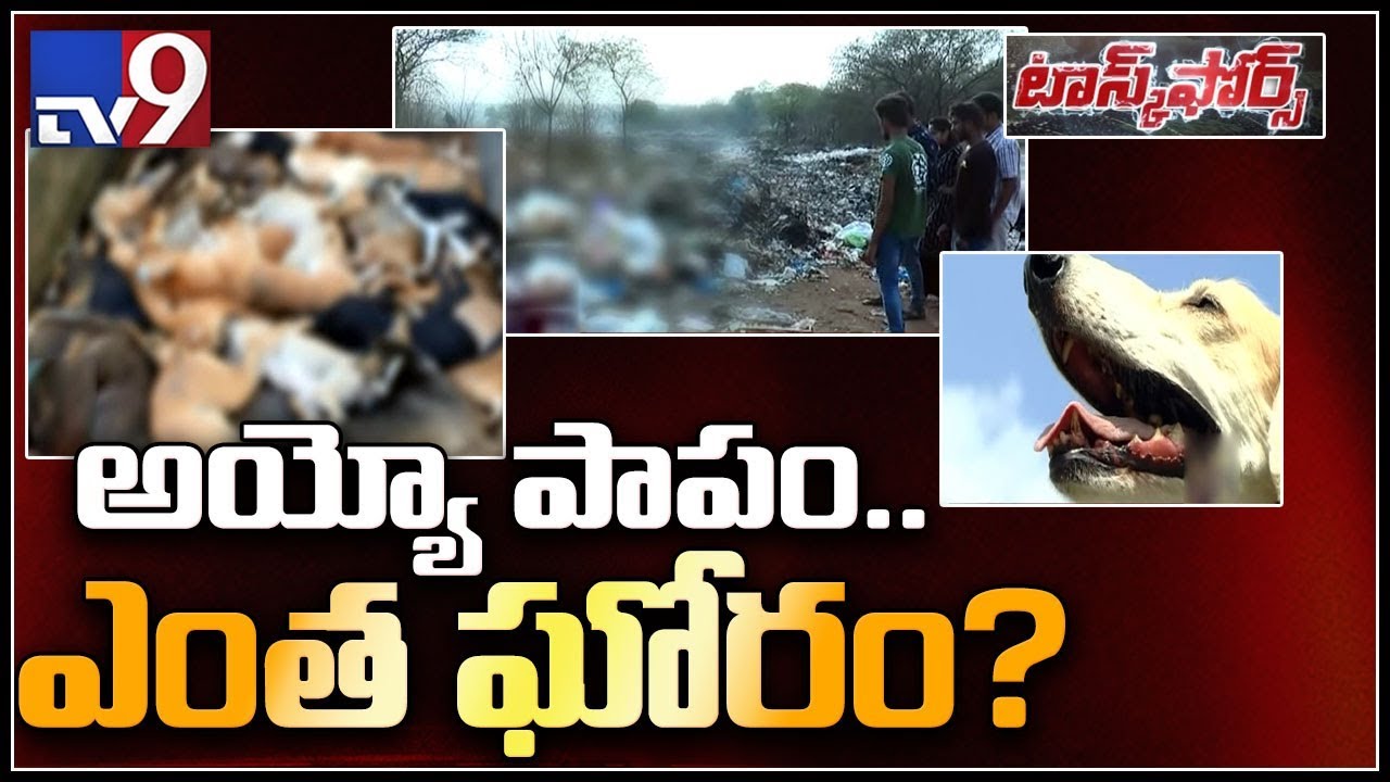 Task Force : 63 dogs, allegedly killed by civic body, found dumped in ...