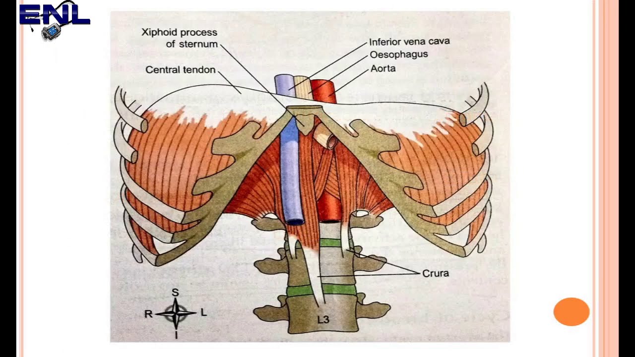 Muscles of Breathing || Intercostal Muscles || Diaphragm Made EASY ...