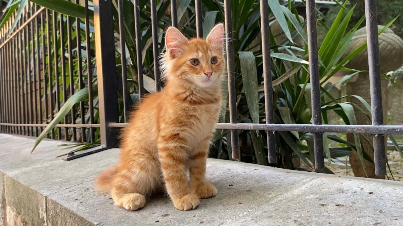 Incredibly beautiful Yellow Kittens living on the street 😍💕 - YouTube