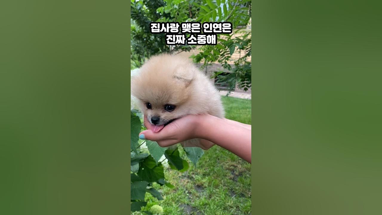 강아지 고양이 공통점 5가지 Youtube