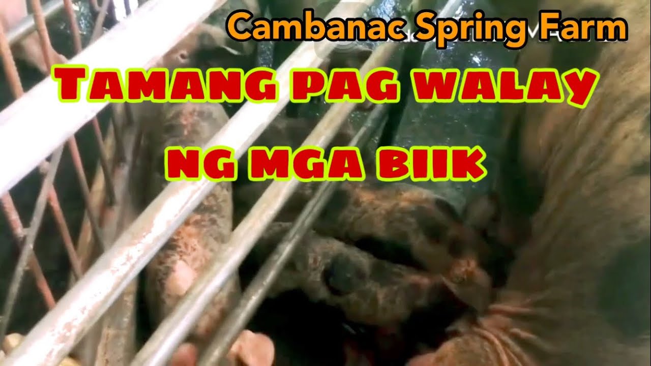 Tamang pag wawalay ng mga biik sa edad na isang buwan | Ryan Patenio ...