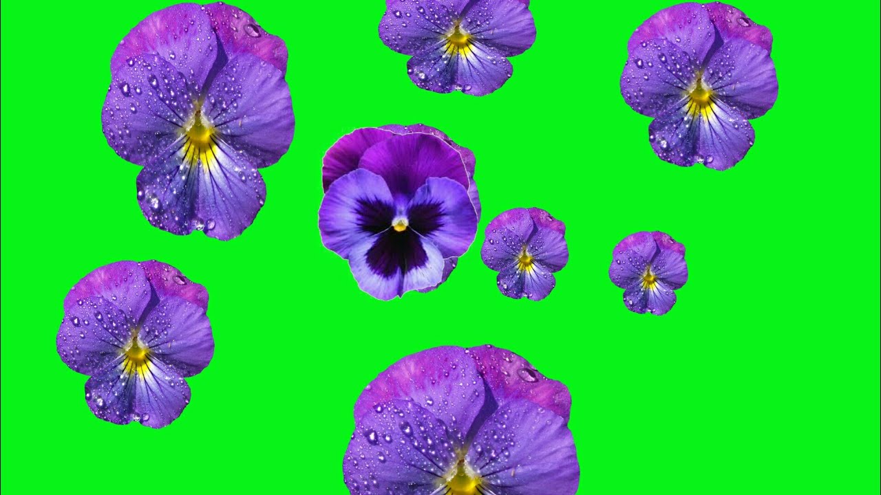 purple flowers fall green screen effects animations | purple flowers ...
