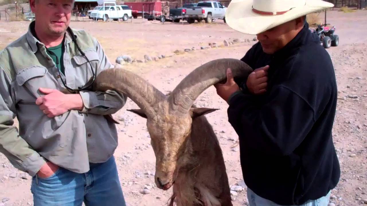Angell Expeditions * Badass Aoudad at Circle Dug Ranch, West Texas ...