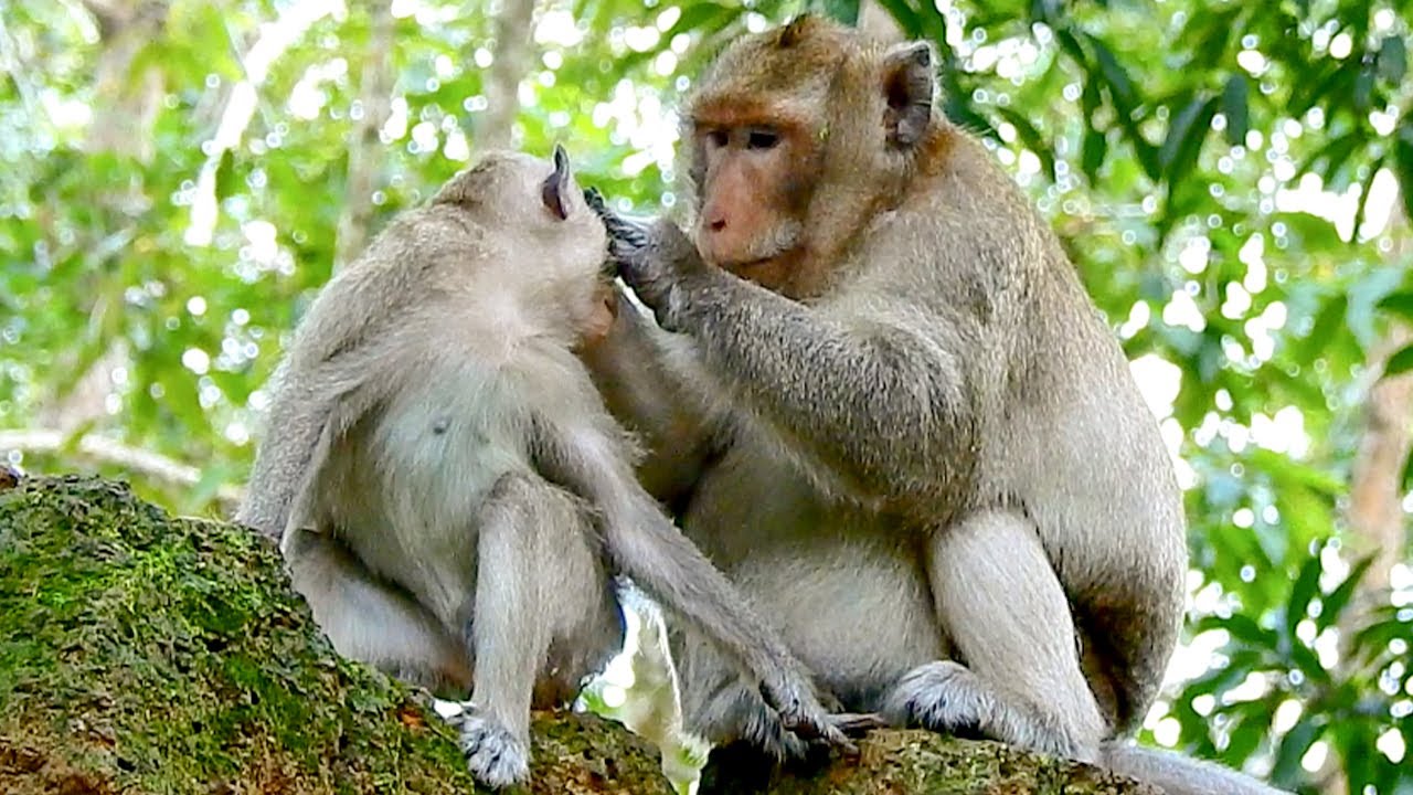 Mostly Sweet.. Juvenilee Button Monkey So Satisfy Her Father Able To ...