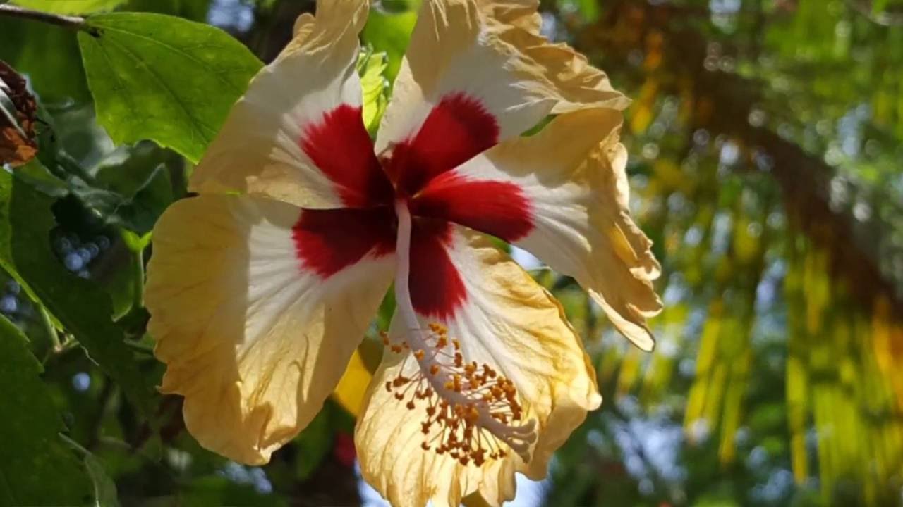 Exotic Flowers in Taj Exotica Goa - YouTube