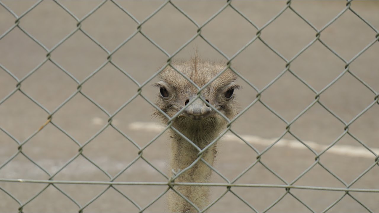 Longleat in April - YouTube