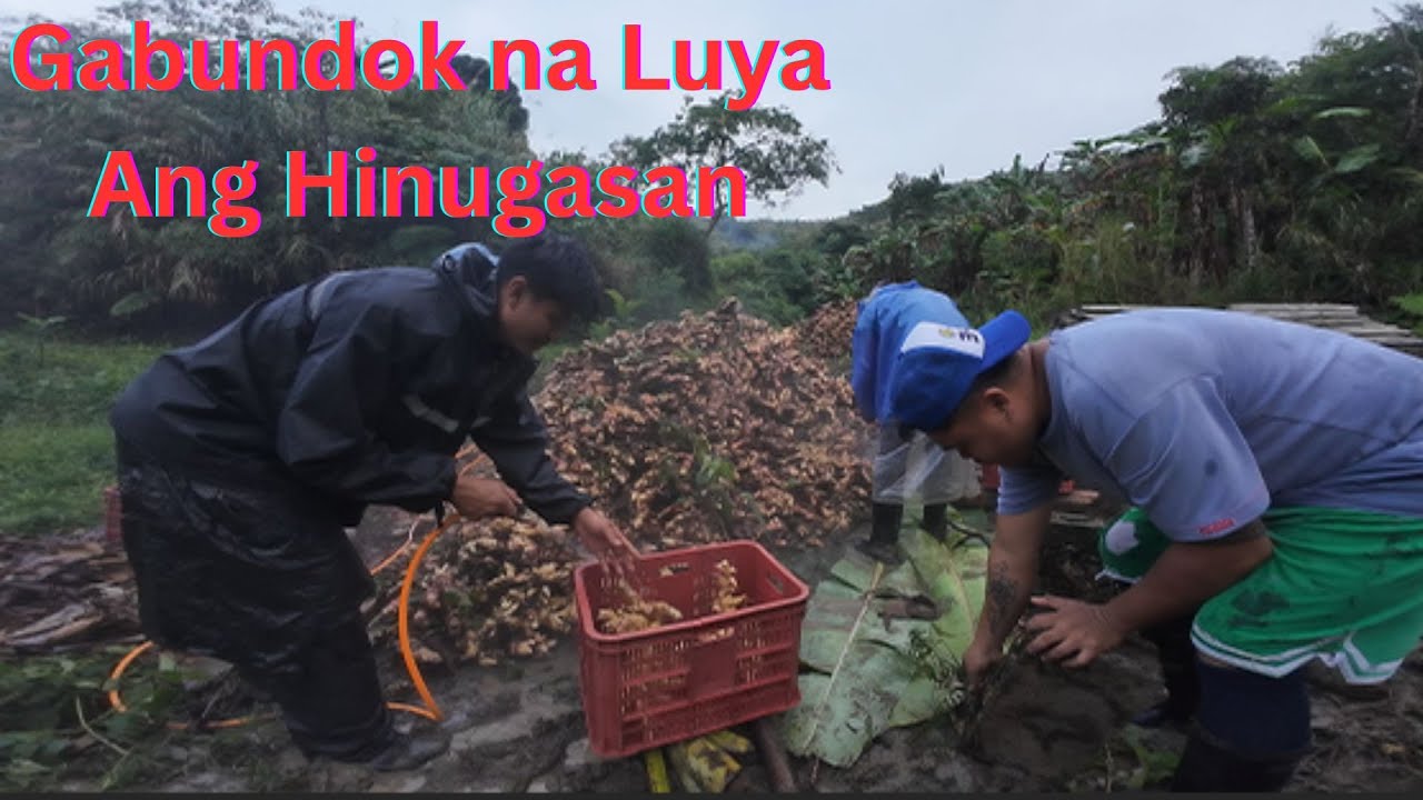 Gabundok na Luya ang Hinugasan - YouTube