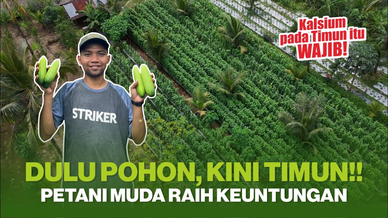 TIPS BUDIDAYA TIMUN BABY AGAR HASIL MAKSIMAL || TIMUN BABY FAREL 22 ...