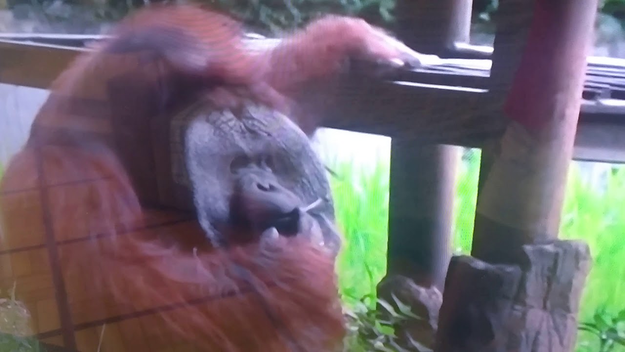 Macaco fumando! - YouTube