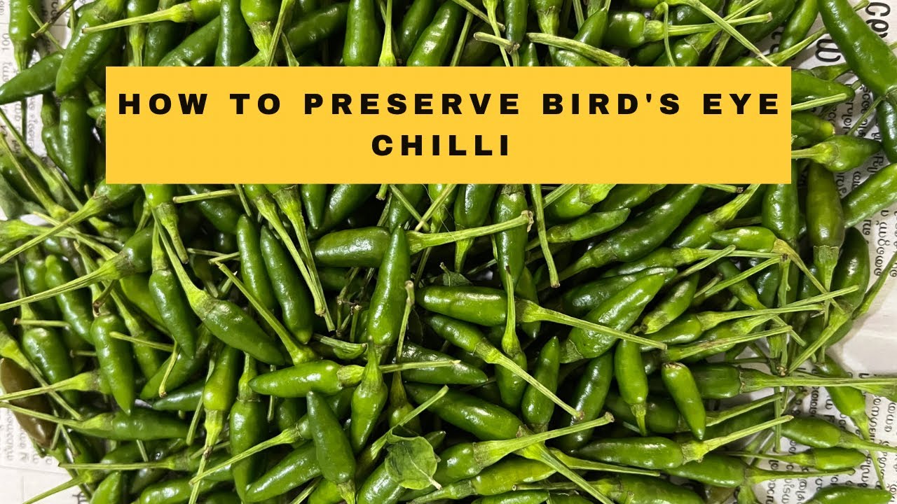 How to preserve Bird's Eye Chilli | How to preserve Kanthari mulak ...