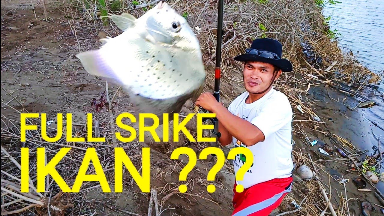 Jenis Ikan Apa Ini ? - YouTube