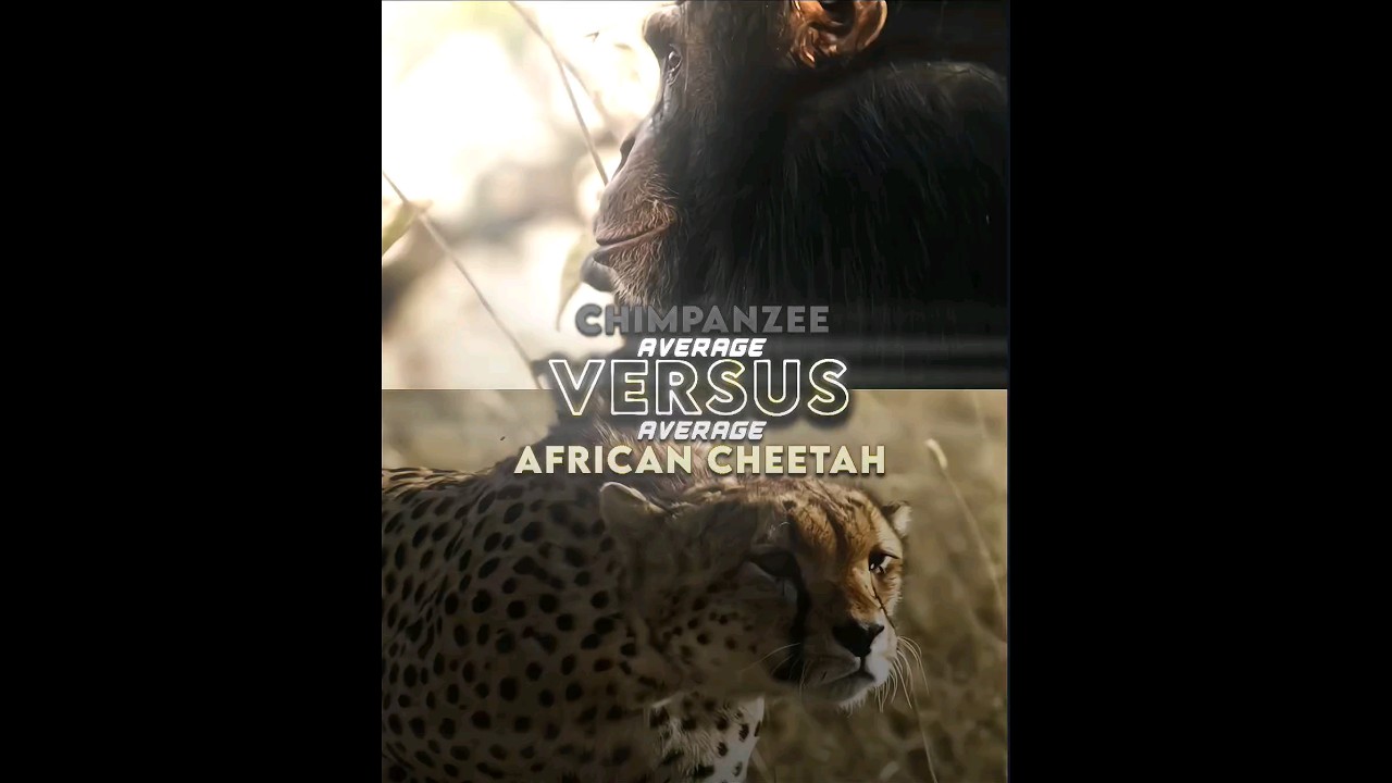 Chimpanzee Vs Cheetah - YouTube