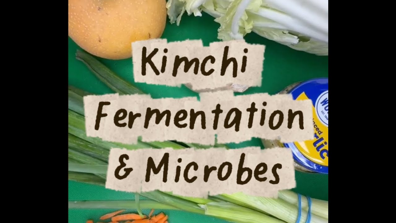 Kimchi Fermentaion & Microbes: Bio3 Fall '25 - YouTube